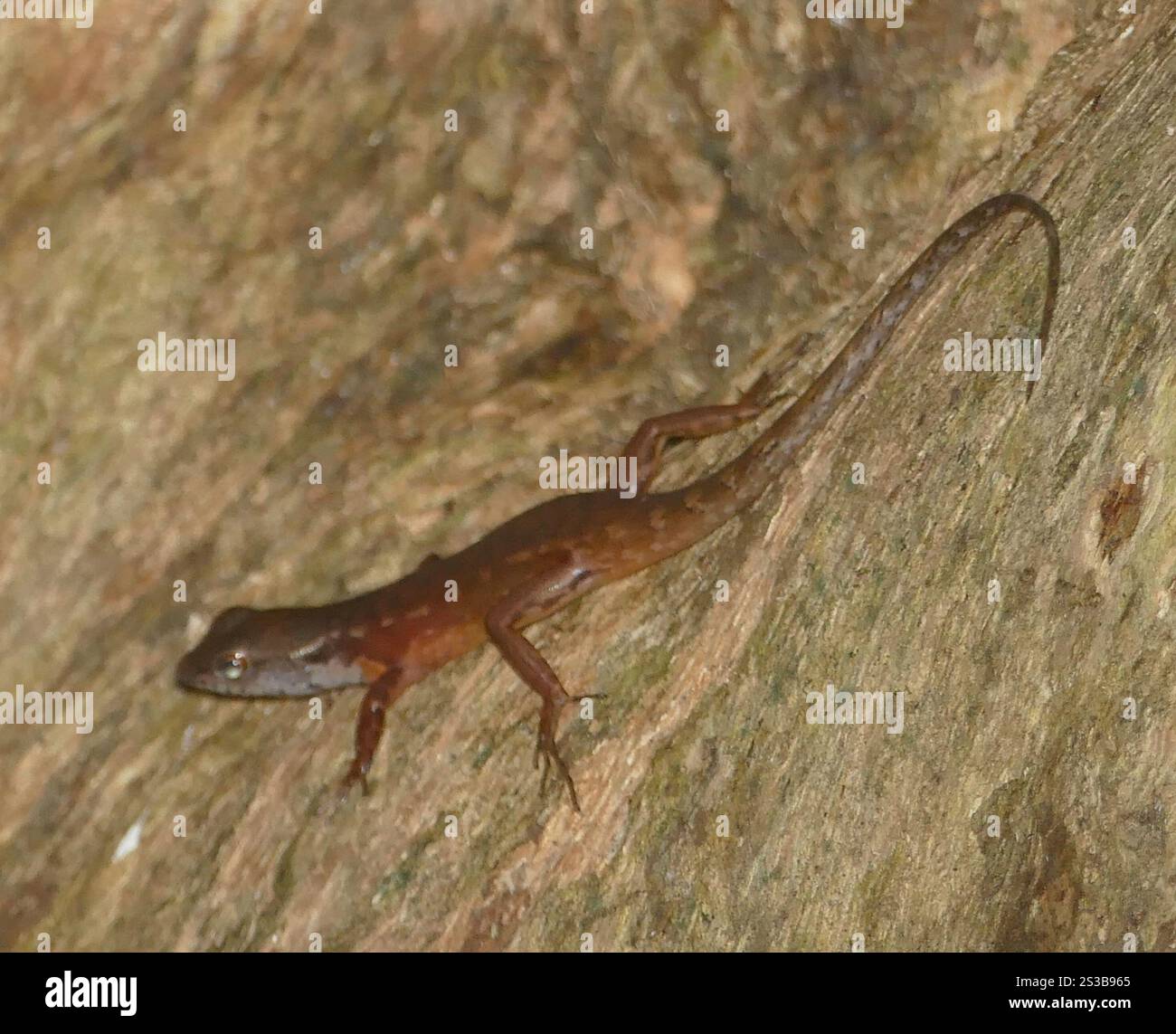 Asian Forest Skinks (Sphenomorphus Stock Photo - Alamy