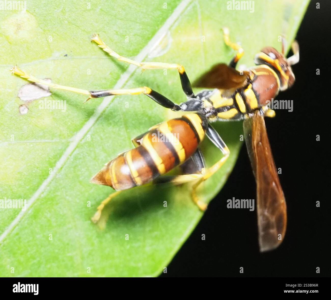 Caribbean Paper Wasp (Polistes crinitus Stock Photo - Alamy