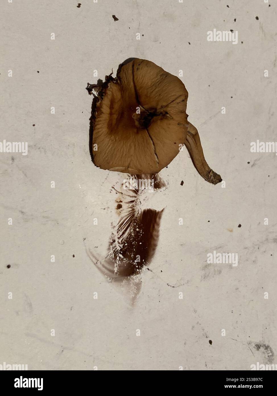 Common Stump Brittlestem (Psathyrella piluliformis Stock Photo - Alamy