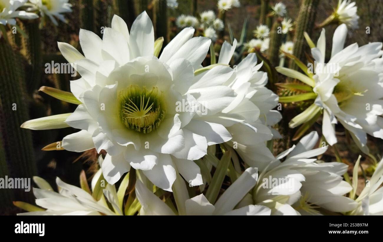 torch cactus (Trichocereus spachianus Stock Photo - Alamy