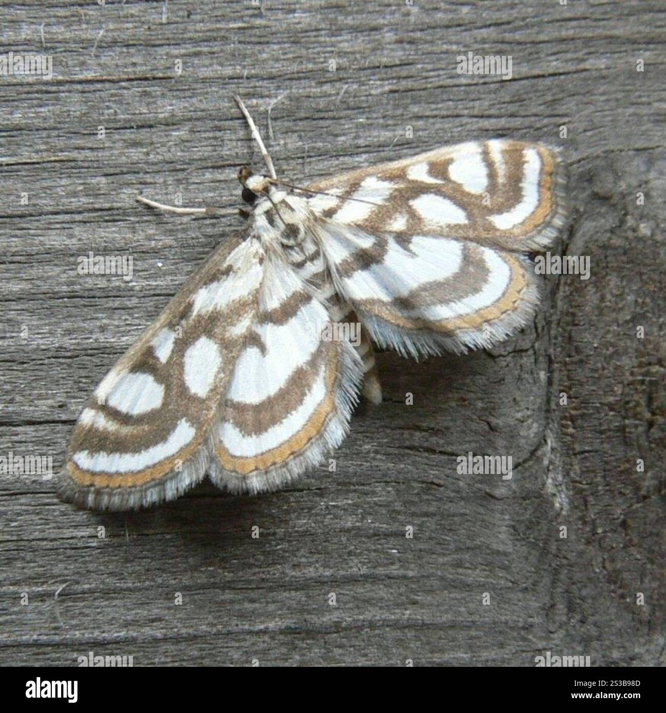 Beautiful China-mark (Nymphula nitidulata Stock Photo - Alamy