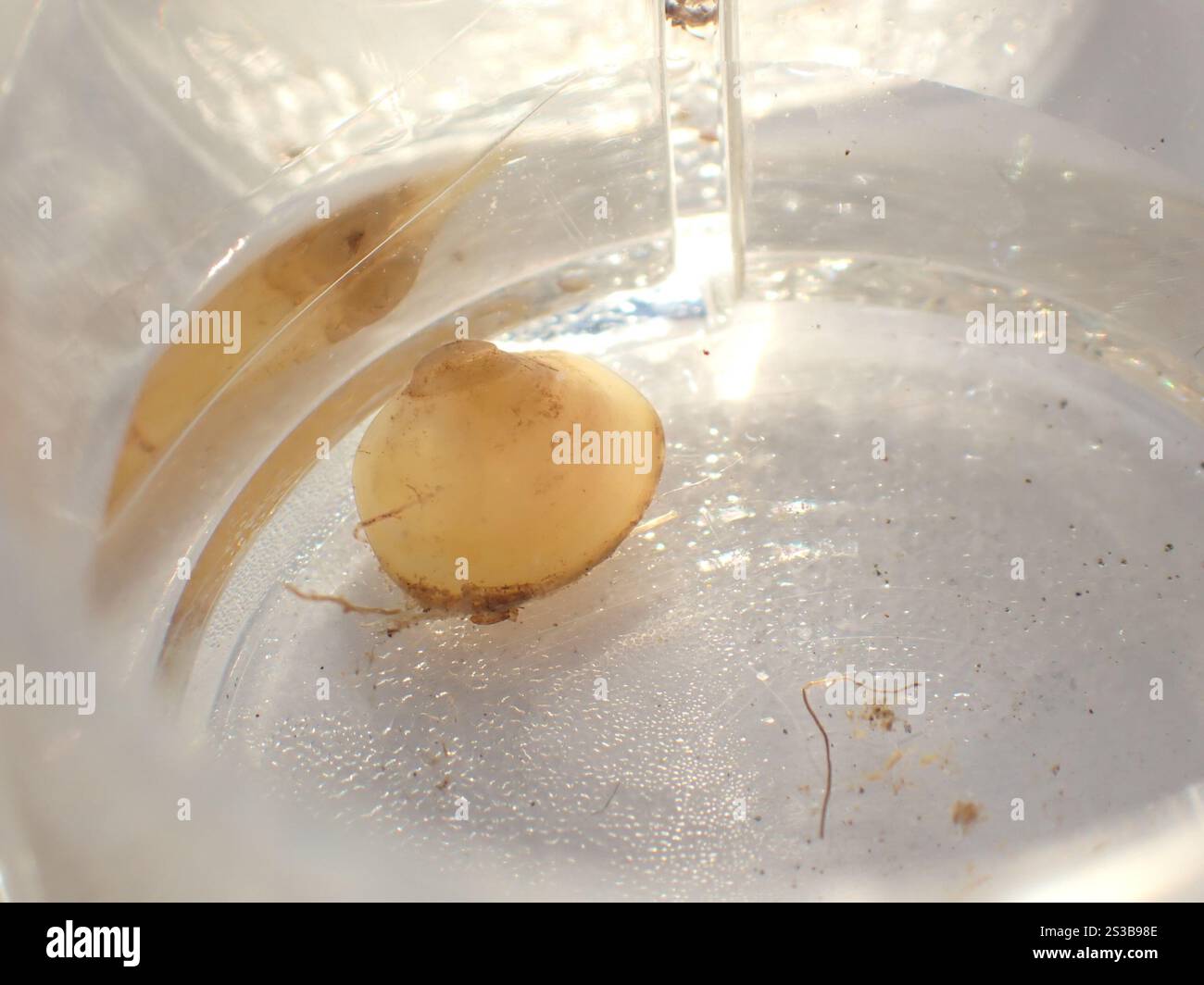pond fingernailclam (Musculium securis Stock Photo - Alamy