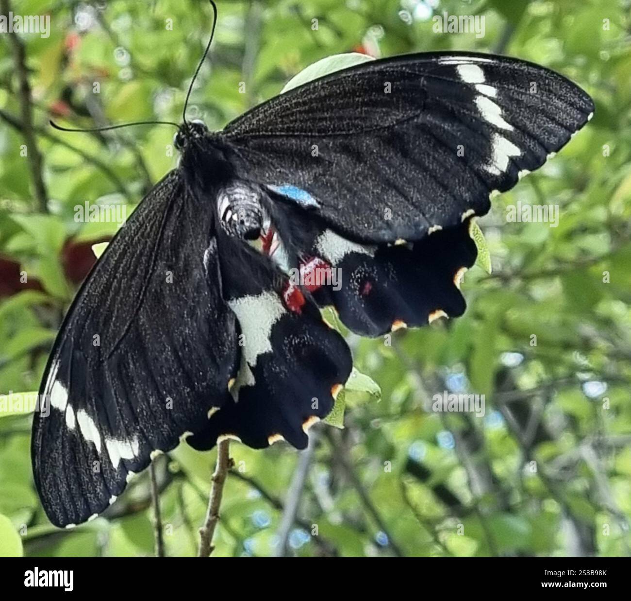 Orchard Swallowtail (Papilio aegeus Stock Photo - Alamy