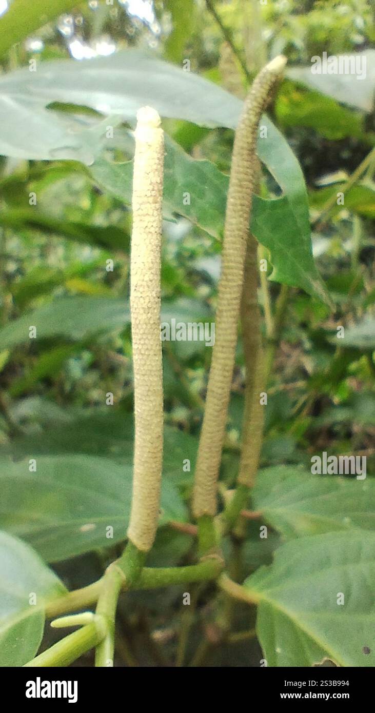 pepper plants (Piper Stock Photo - Alamy