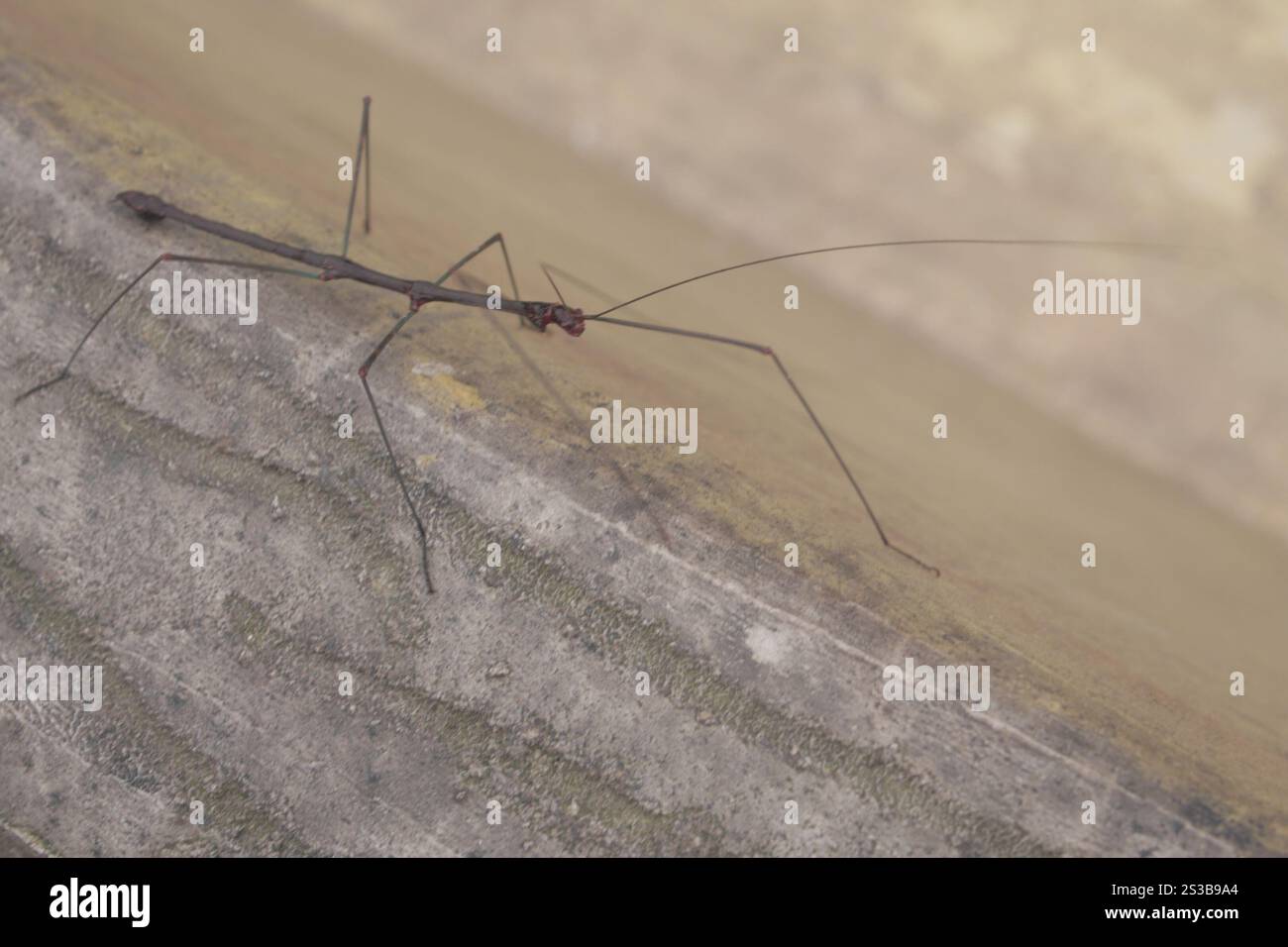Stick Insects (Phasmida Stock Photo - Alamy