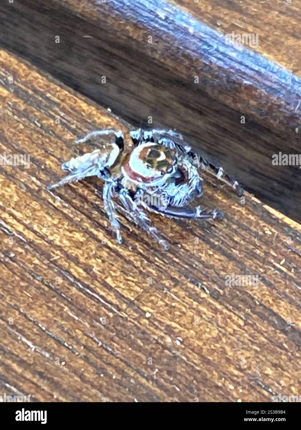 Cyclops Jumping Spider (Opisthoncus polyphemus Stock Photo - Alamy
