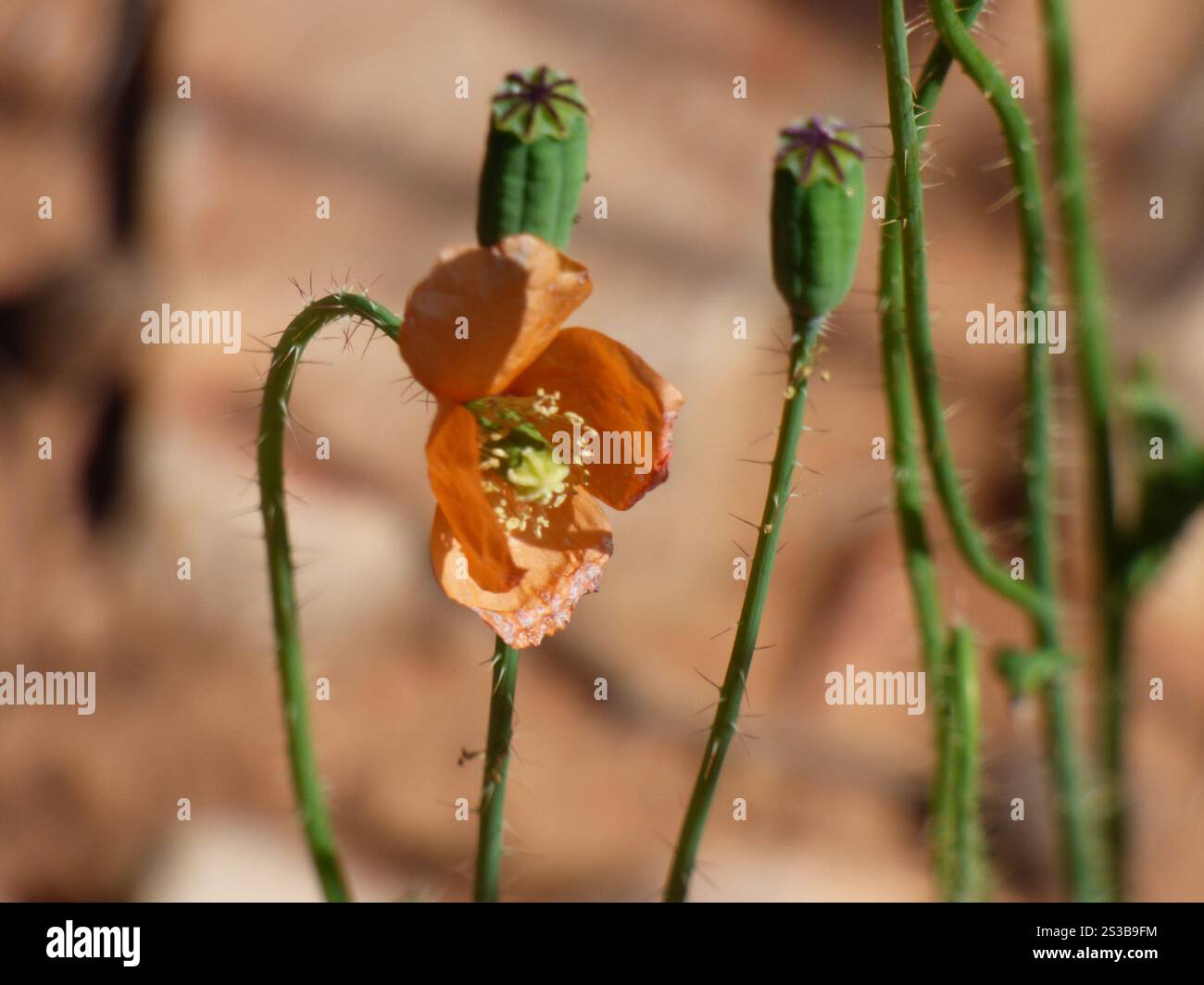 Bristle Poppy (Papaver aculeatum Stock Photo - Alamy