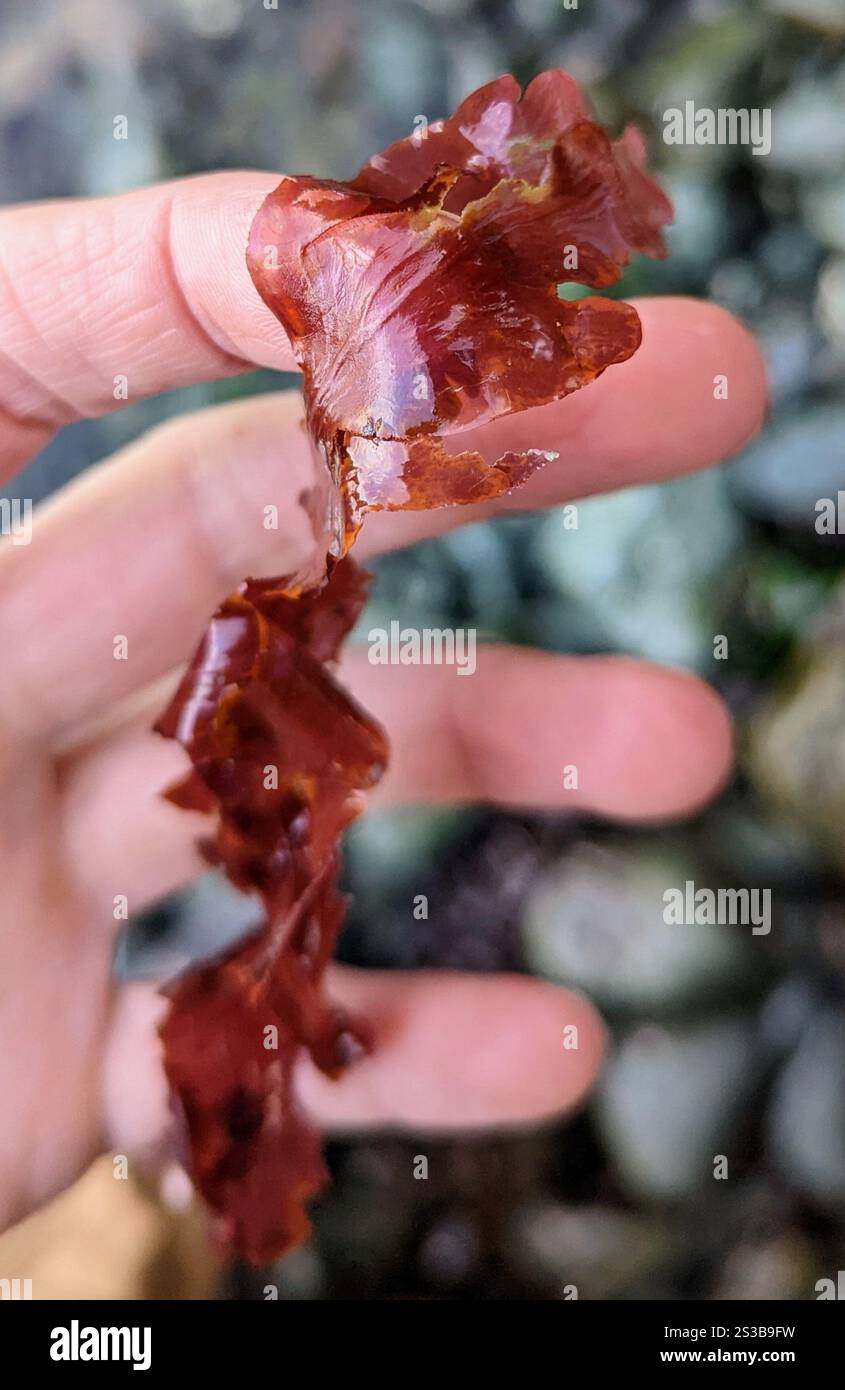 Grape Tongue (Cryptopleura ruprechtiana Stock Photo - Alamy