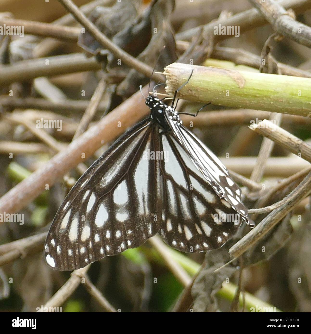 Ismare Tiger Butterfly (Danaus ismare Stock Photo - Alamy