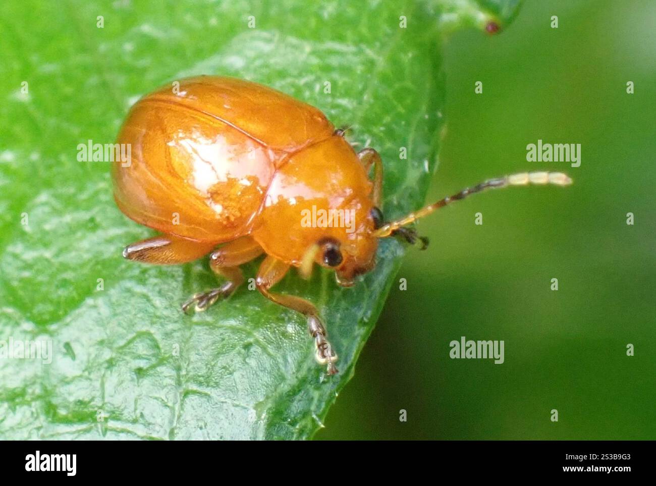 Flea Beetles (Alticini Stock Photo - Alamy