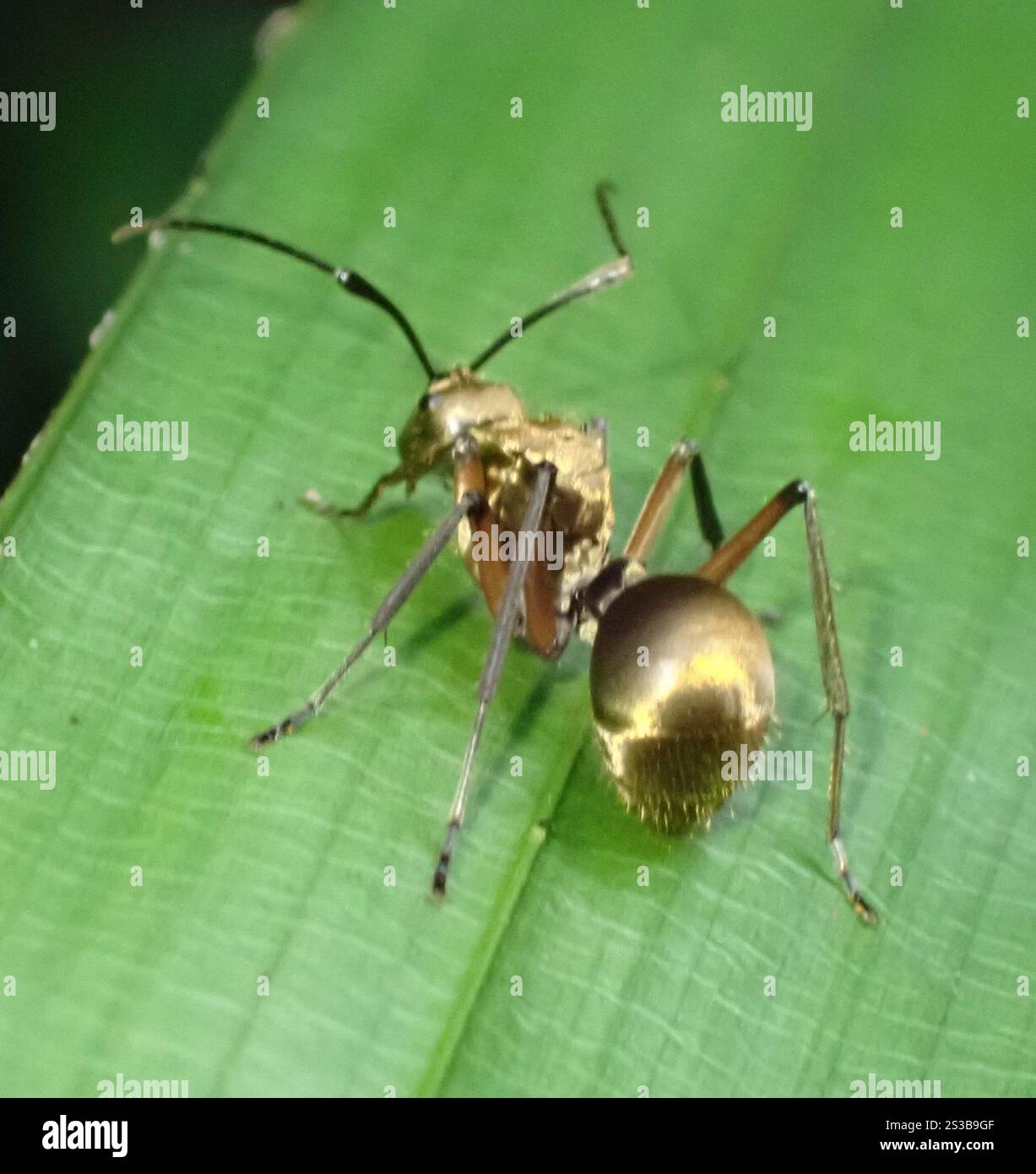 Pure Gold Spiny Sugar ant (Polyrhachis andromache Stock Photo - Alamy