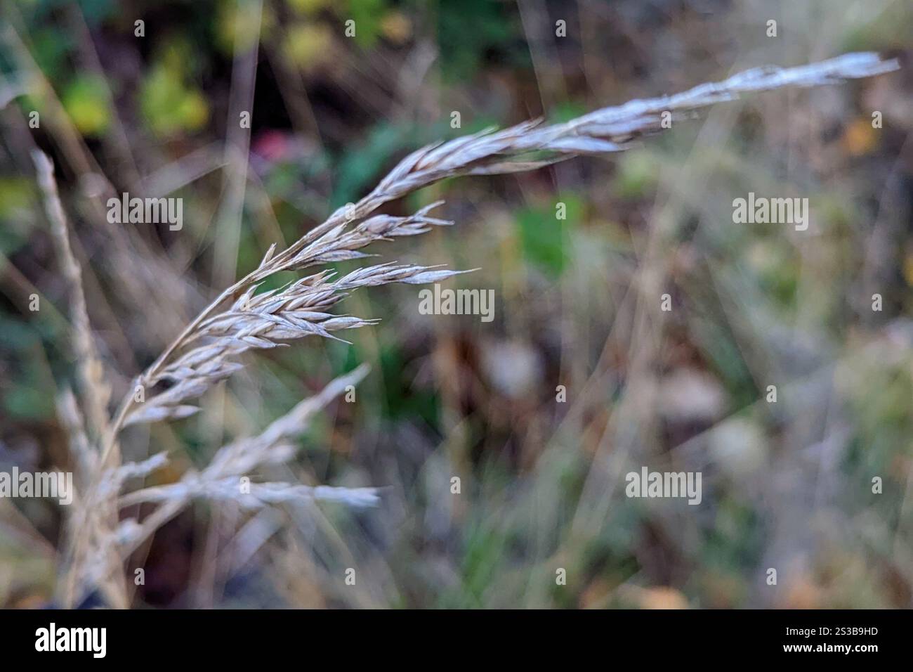 canadian bluejoint (Calamagrostis canadensis Stock Photo - Alamy