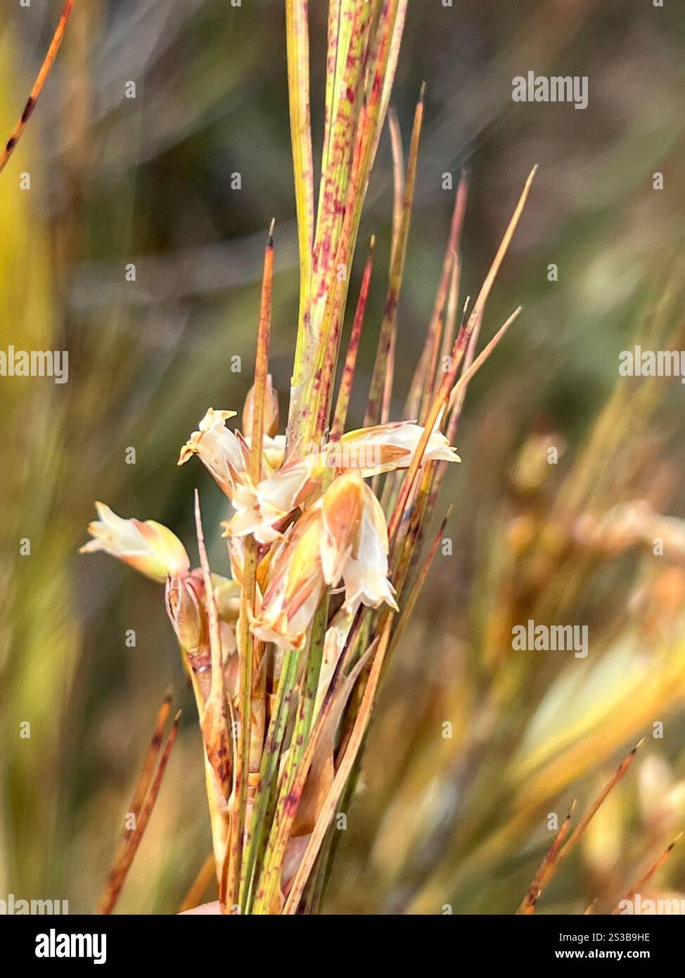(Dracophyllum longifolium longifolium Stock Photo - Alamy