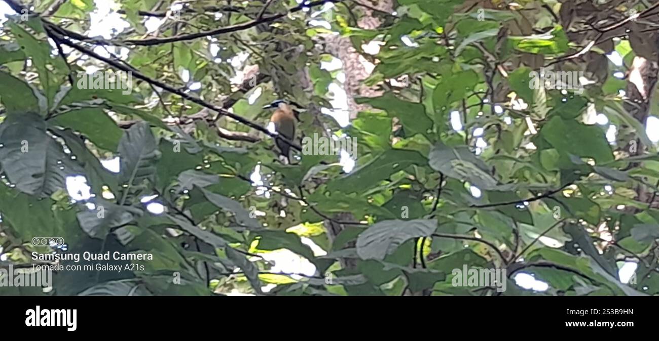 Lesson's Motmot (Momotus lessonii Stock Photo - Alamy
