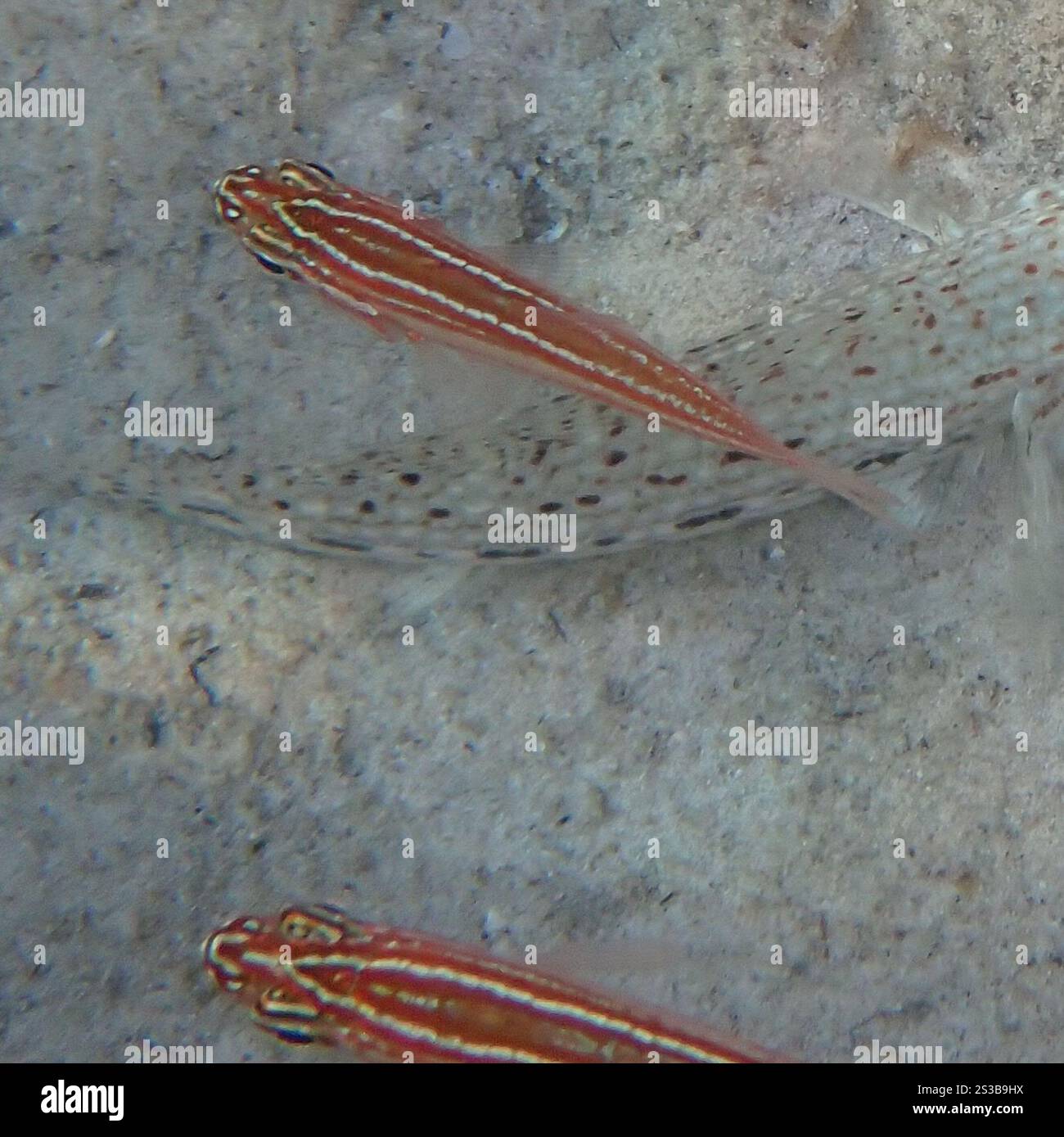 Red-striped Cardinalfish (Ostorhinchus margaritophorus Stock Photo - Alamy