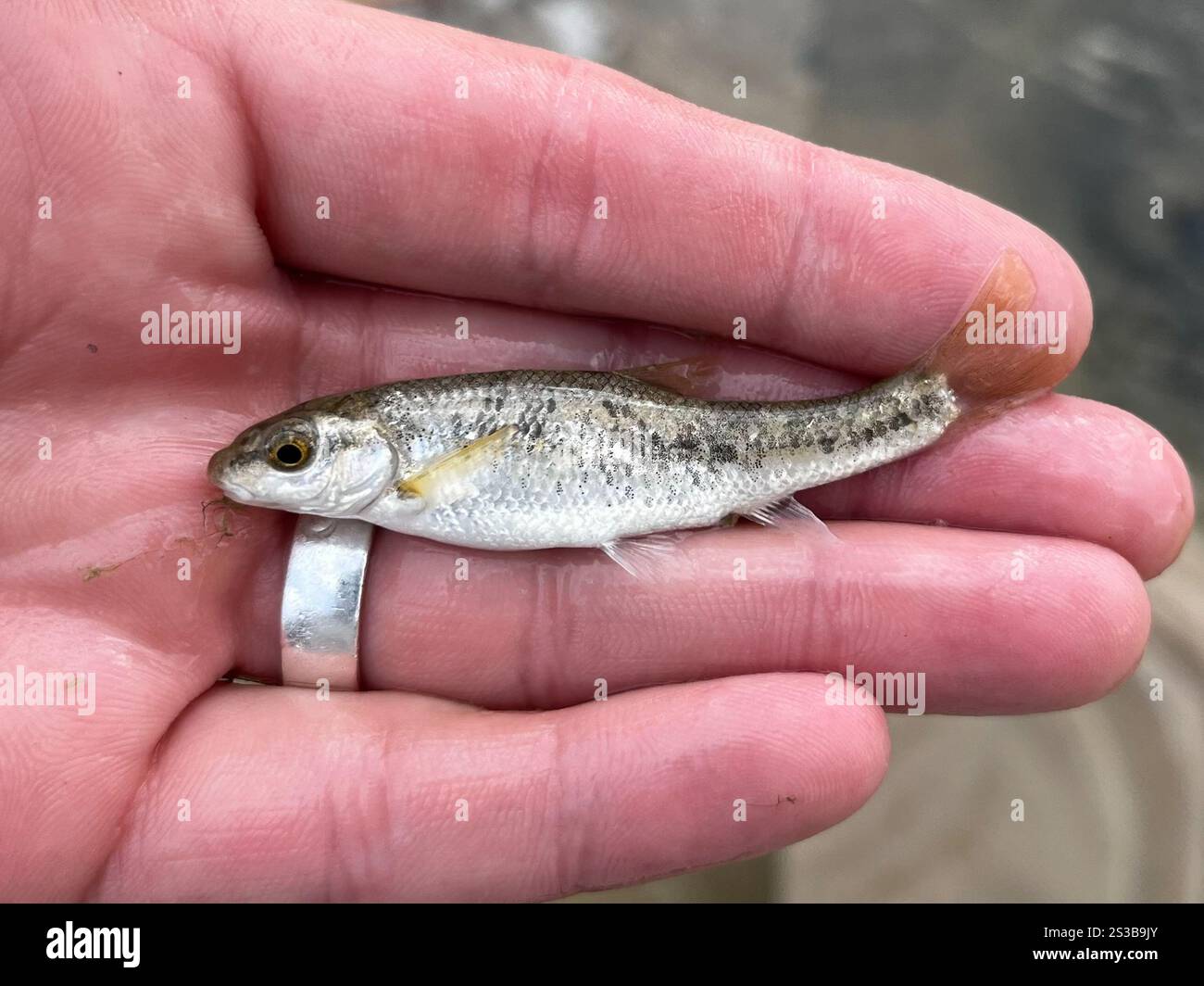 Central Stoneroller (Campostoma anomalum Stock Photo - Alamy