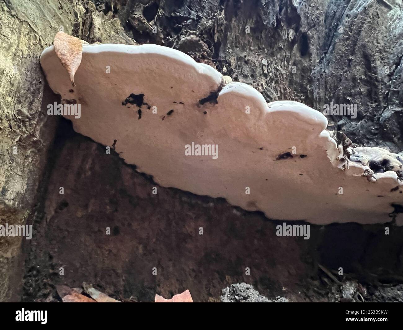 Artist's Conk (Ganoderma brownii Stock Photo - Alamy