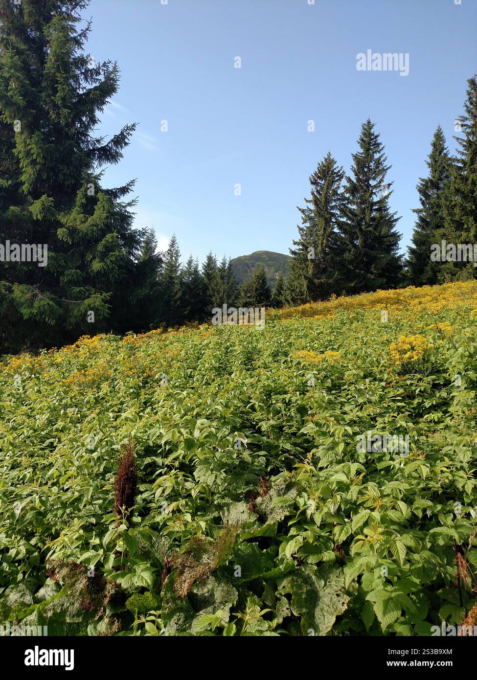 Plants of Christmas trees growing on a mountain look at an angle ...