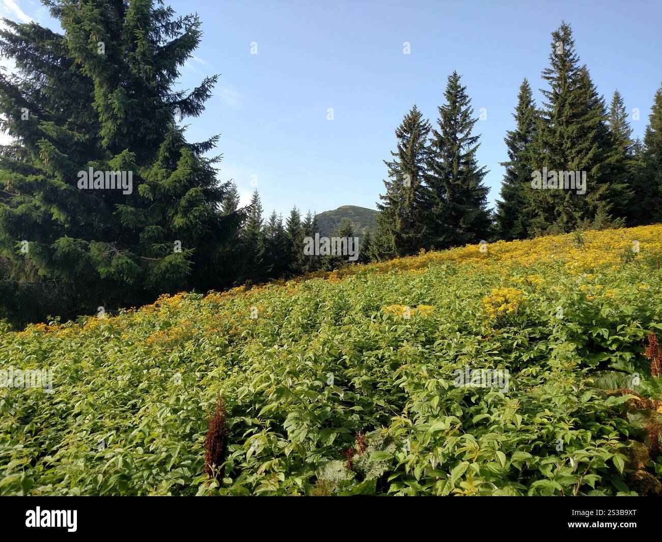 Plants of Christmas trees growing on a mountain look at an angle ...