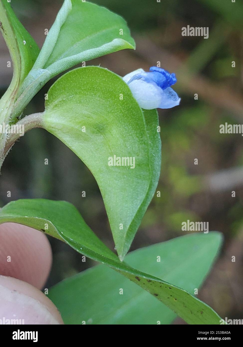 climbing dayflower (Commelina diffusa Stock Photo - Alamy