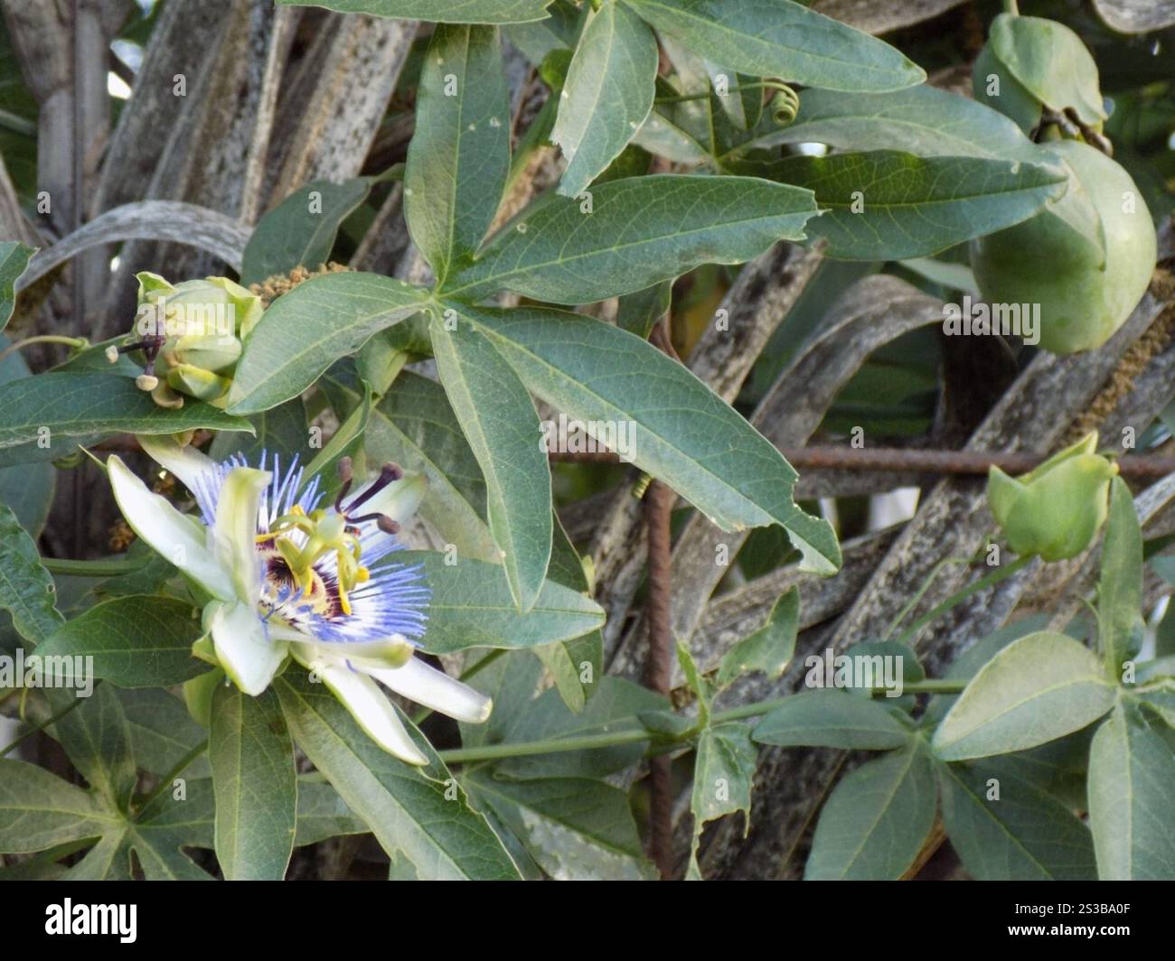 Bluecrown passionflower (Passiflora caerulea Stock Photo - Alamy