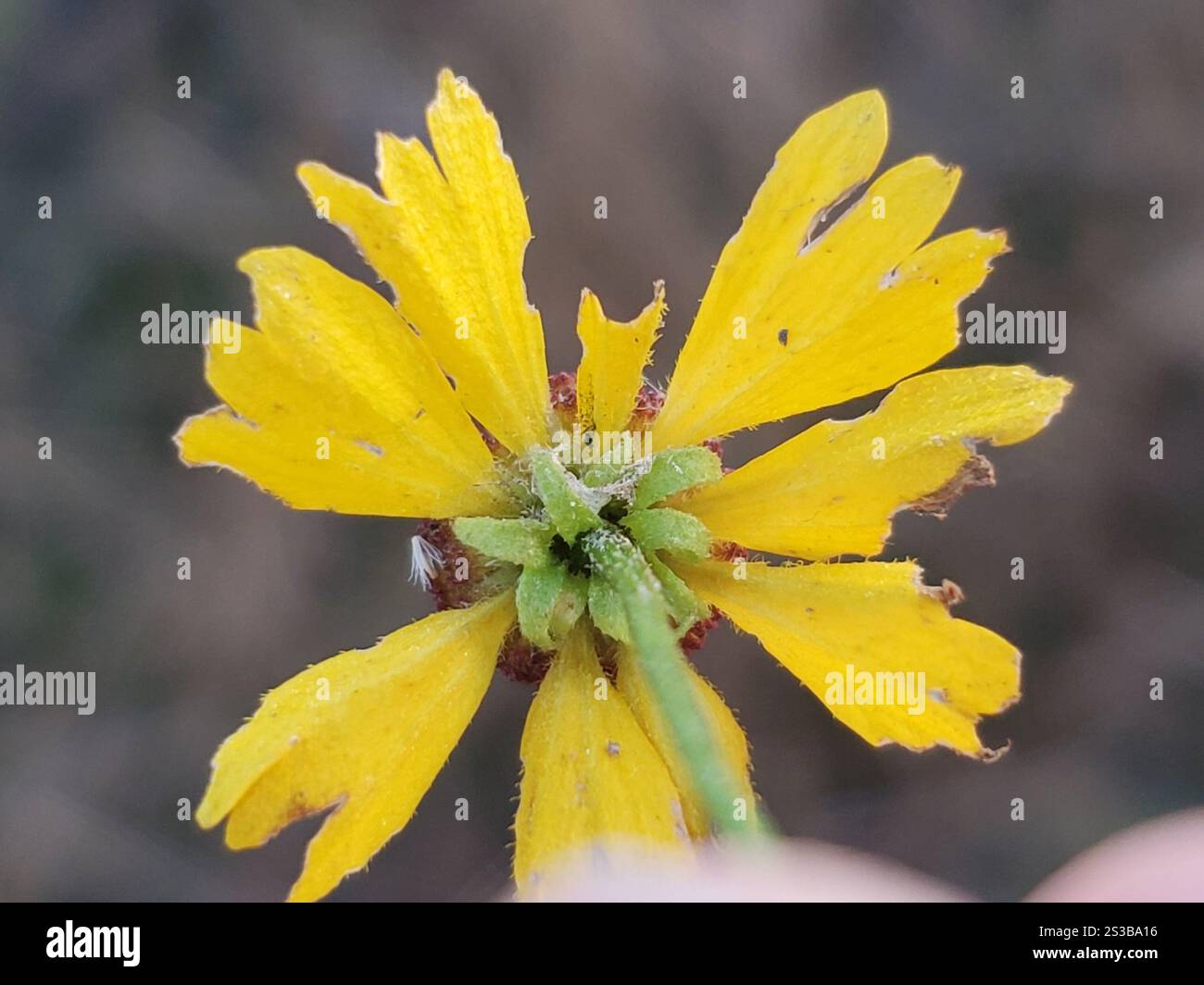 Southern Sneezeweed (Helenium flexuosum Stock Photo - Alamy