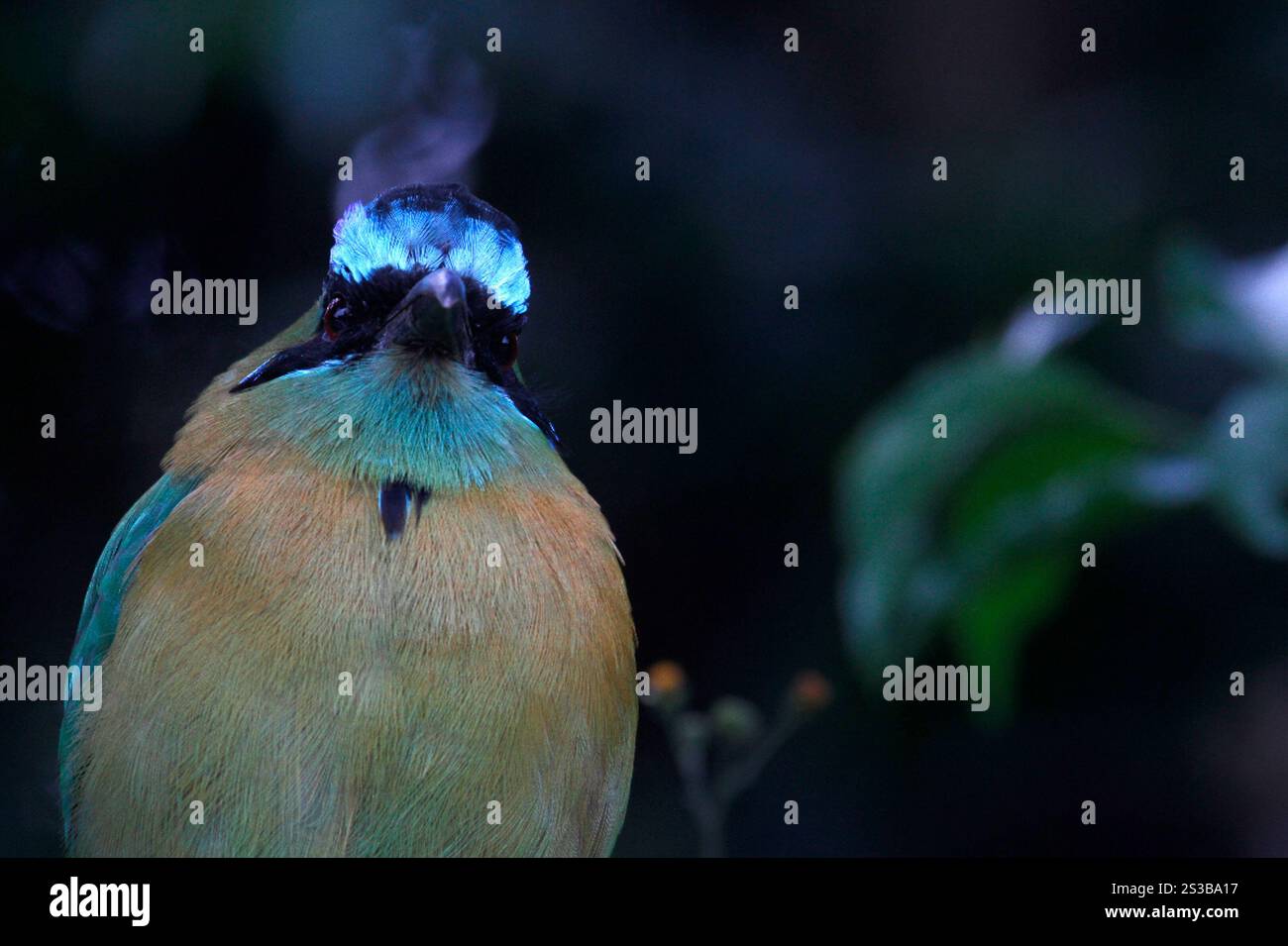 Lesson's Motmot (Momotus lessonii Stock Photo - Alamy