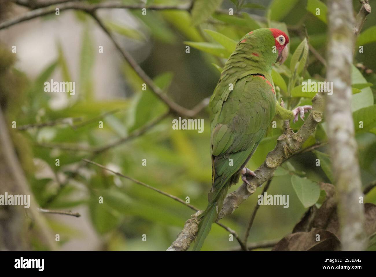 Red-masked Parakeet (Psittacara erythrogenys Stock Photo - Alamy