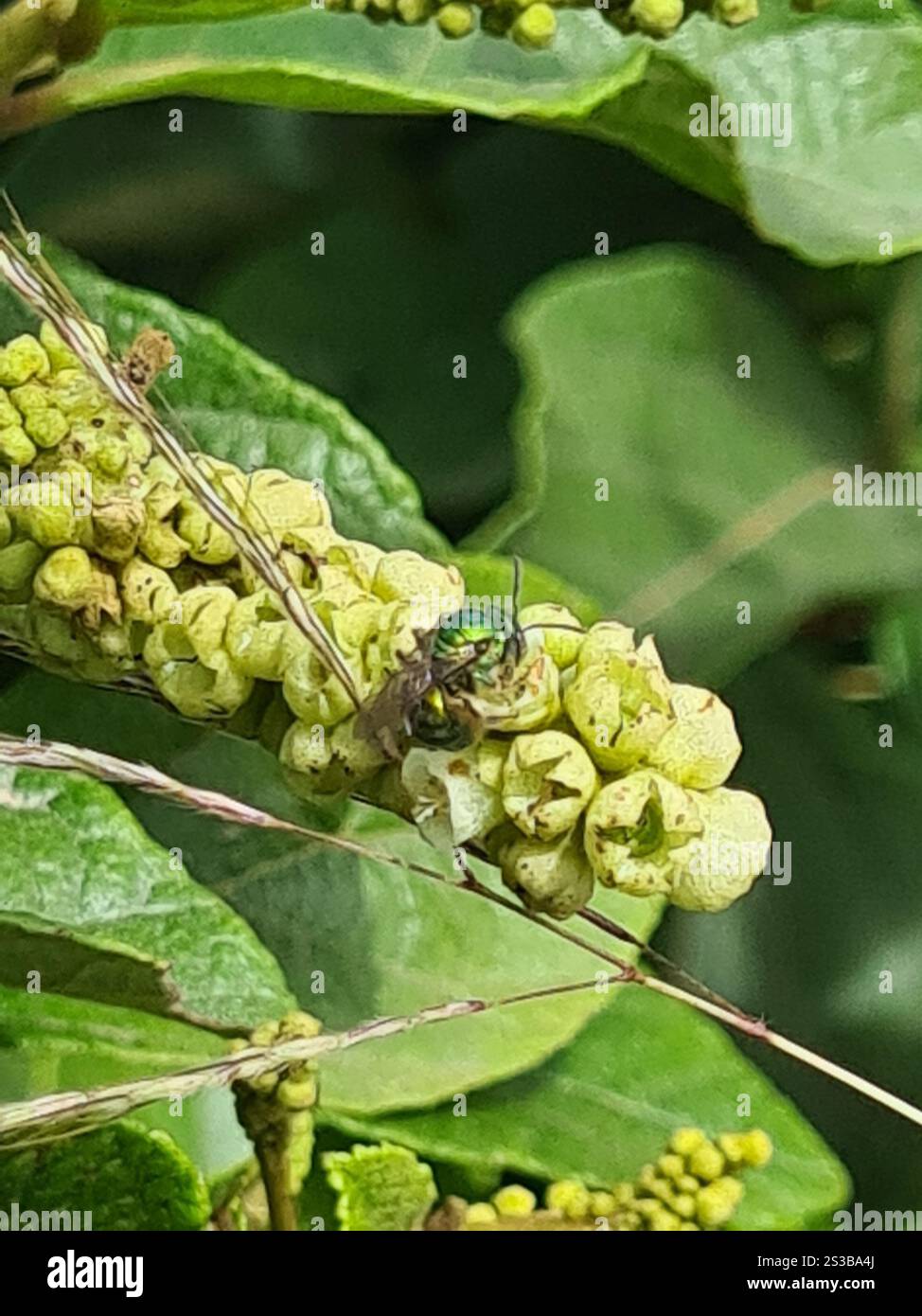 Augochlorine Sweat Bees (Augochlorini Stock Photo - Alamy
