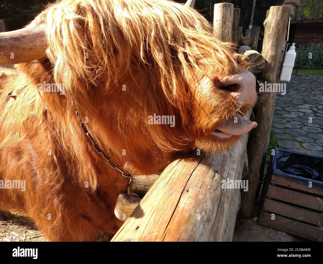 Irish bull Scottish Highland cattle color photo image Stock Photo - Alamy
