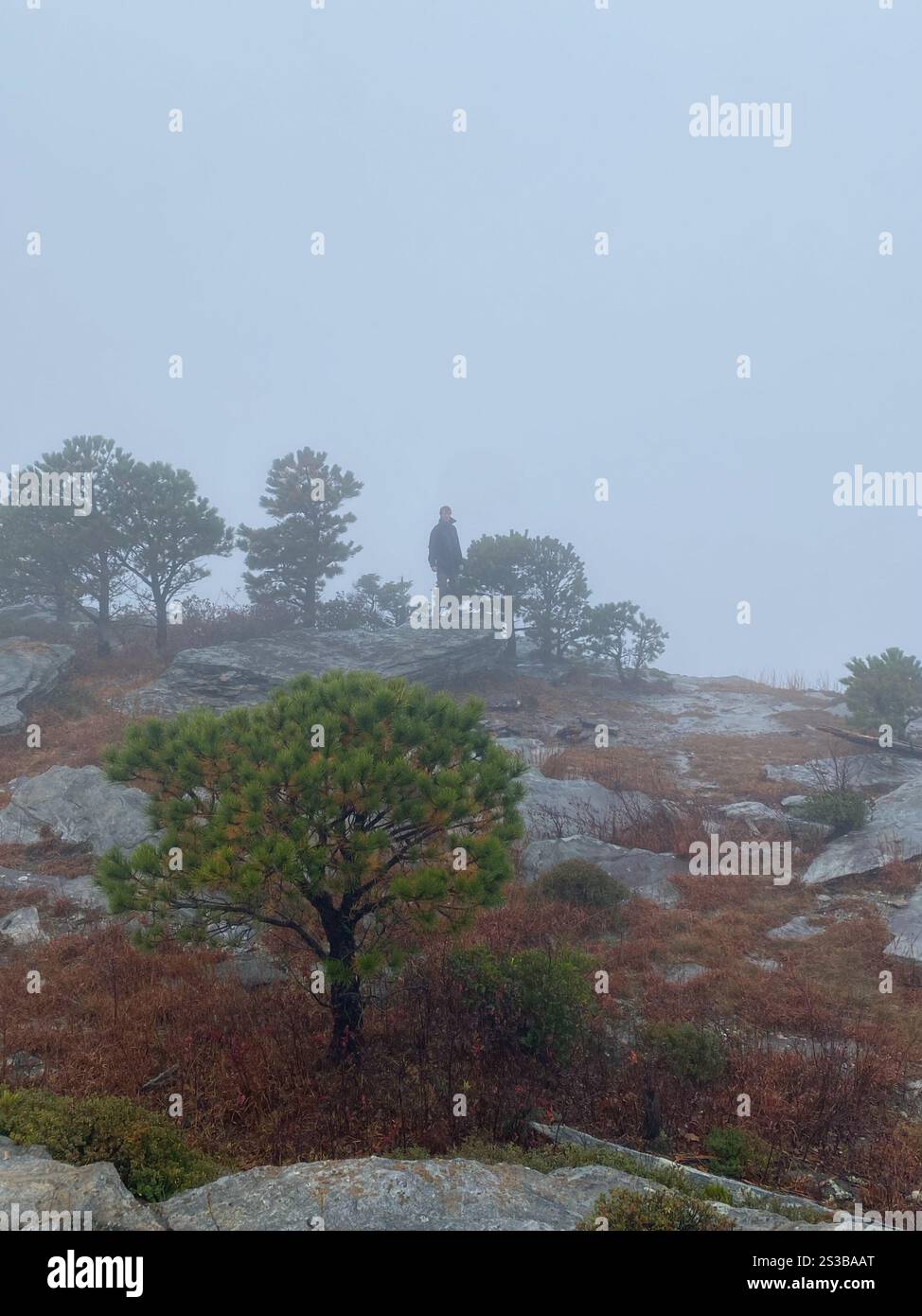 Table Mountain pine (Pinus pungens Stock Photo - Alamy