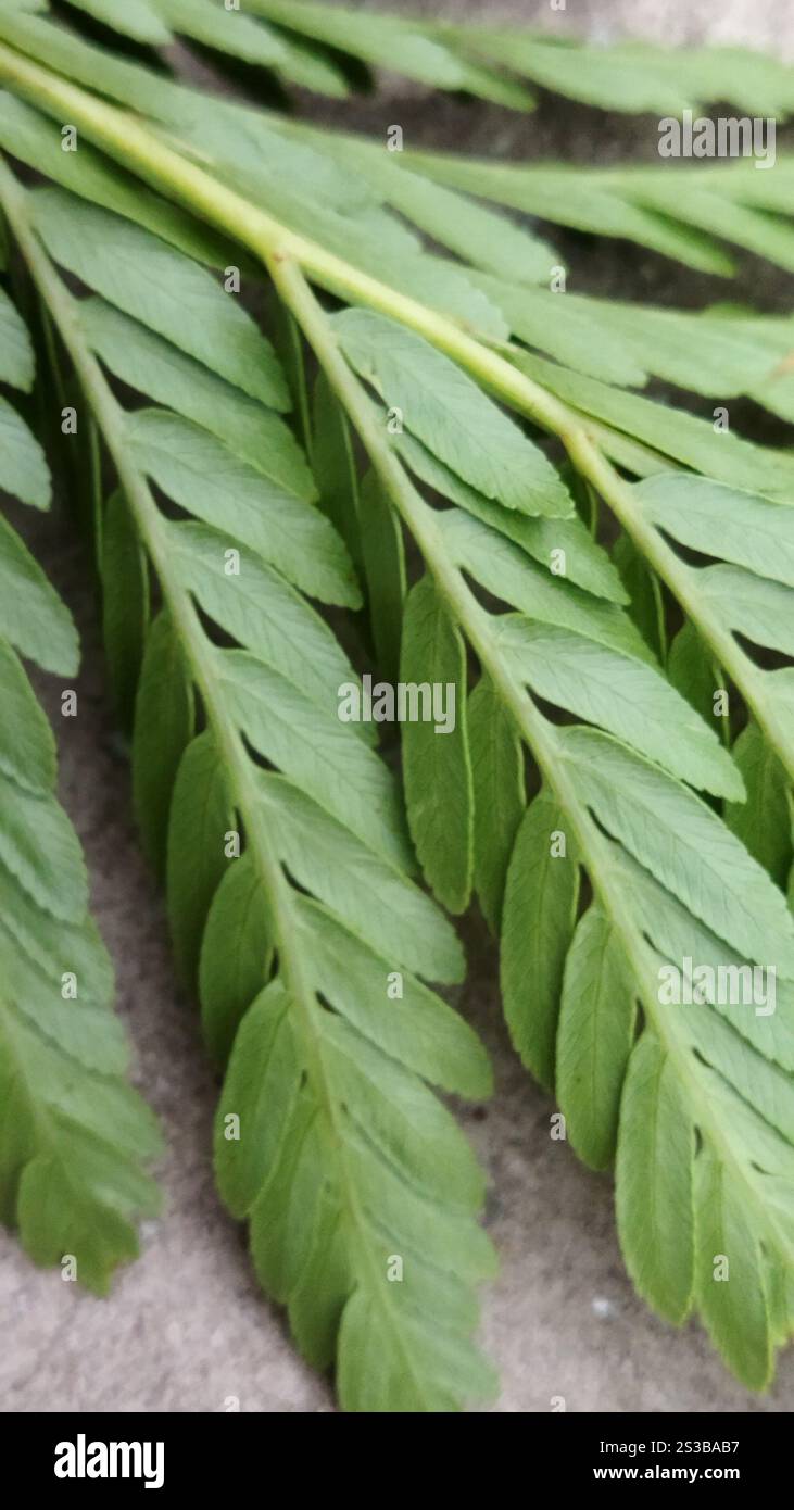 king fern (Todea barbara Stock Photo - Alamy