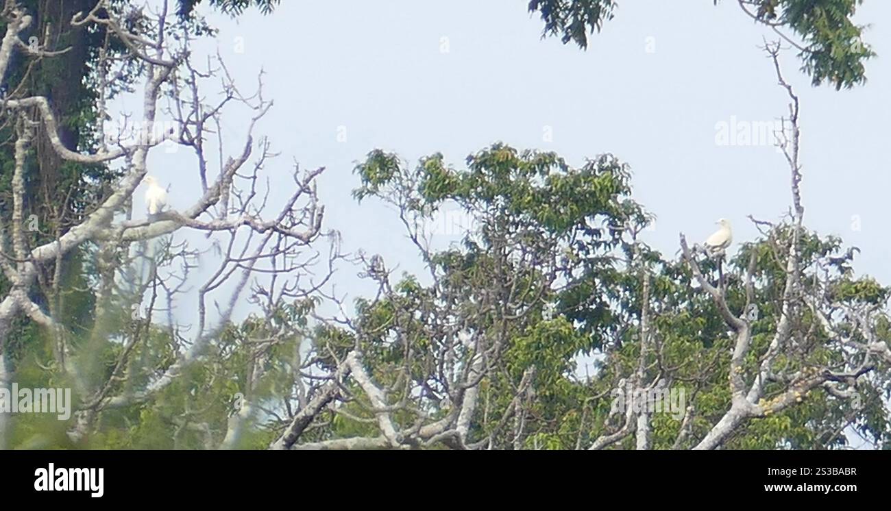 Silver-tipped Imperial Pigeon (Ducula luctuosa Stock Photo - Alamy