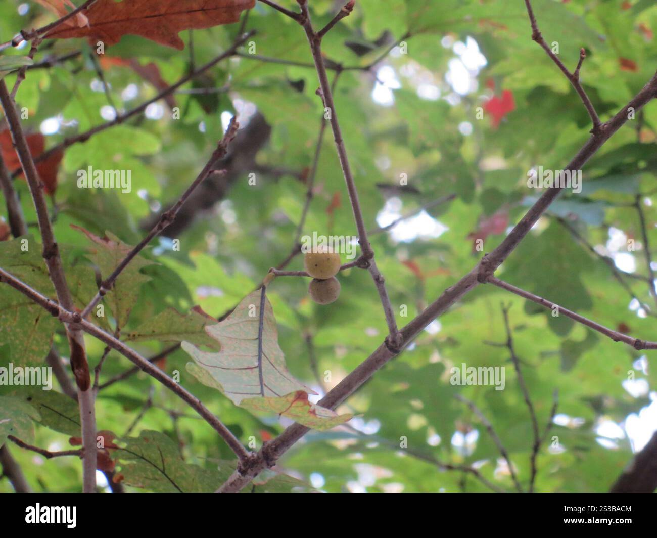 Round Bullet Gall Wasp (Disholcaspis quercusglobulus Stock Photo - Alamy