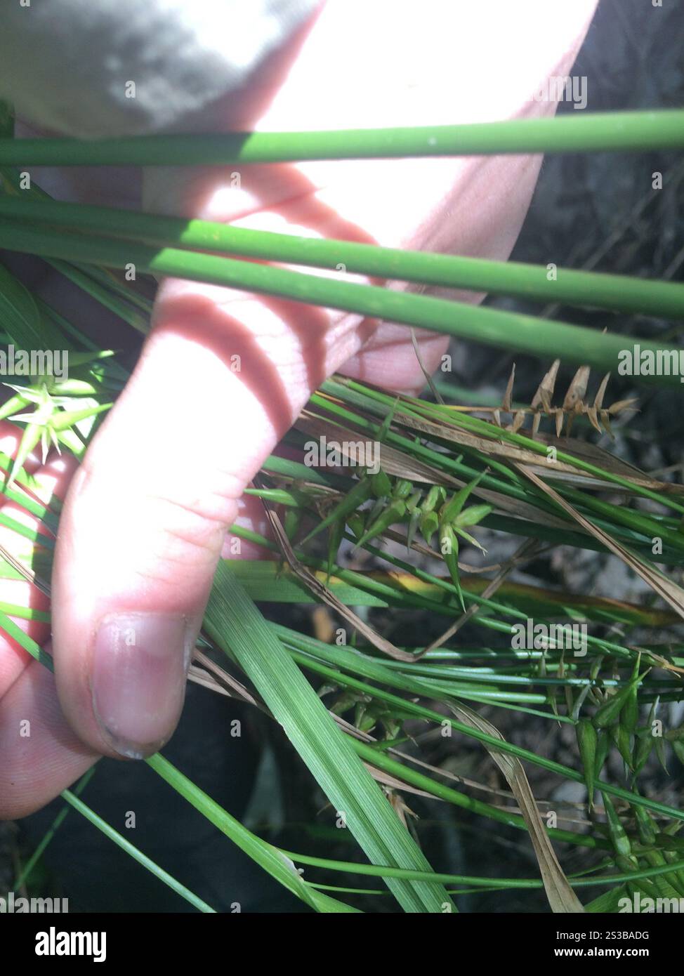 southern long sedge (Carex lonchocarpa Stock Photo - Alamy
