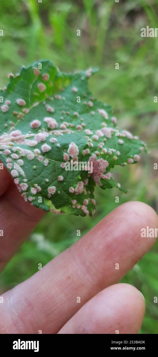 rust fungi (Pucciniales Stock Photo - Alamy