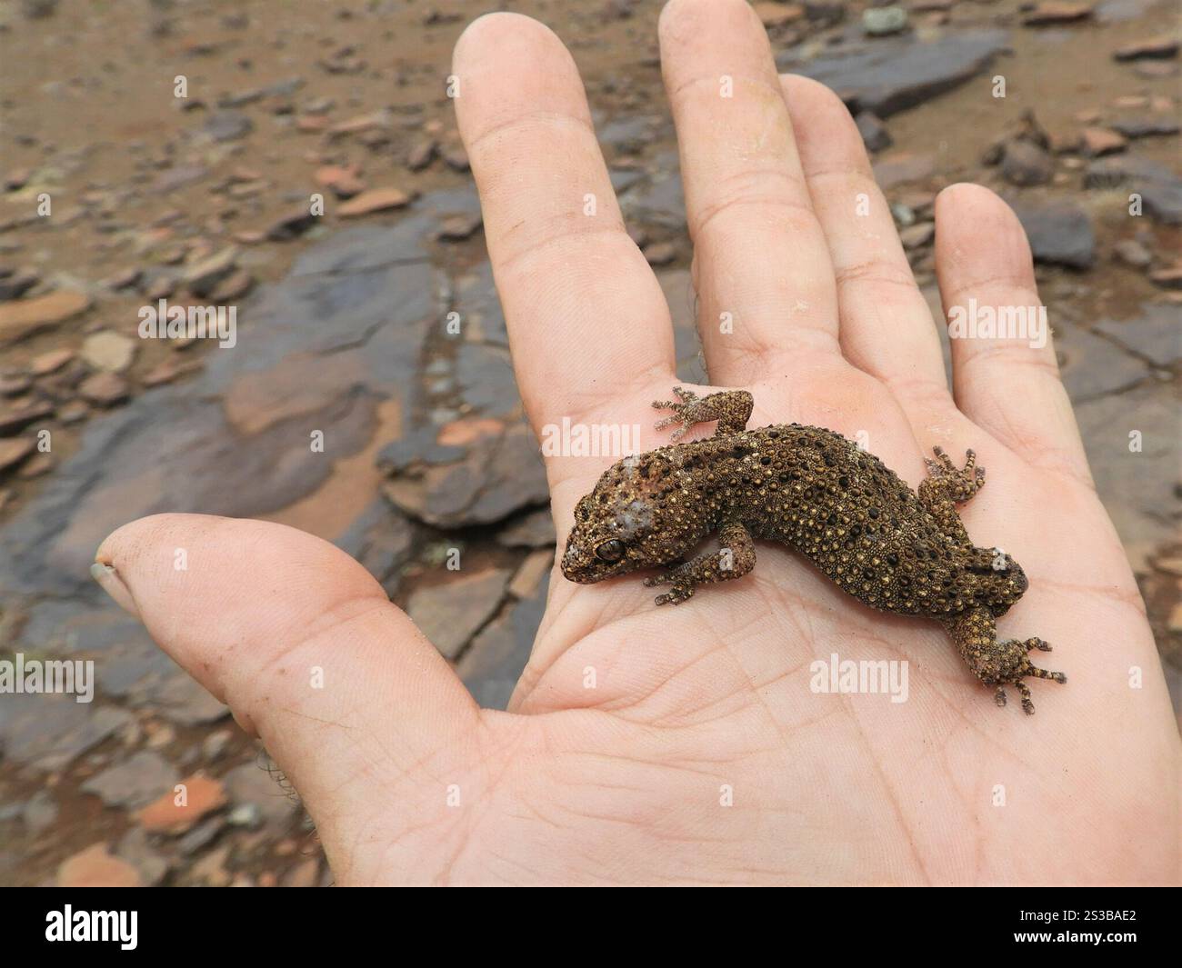Cape Thick-toed Gecko (Pachydactylus capensis Stock Photo - Alamy