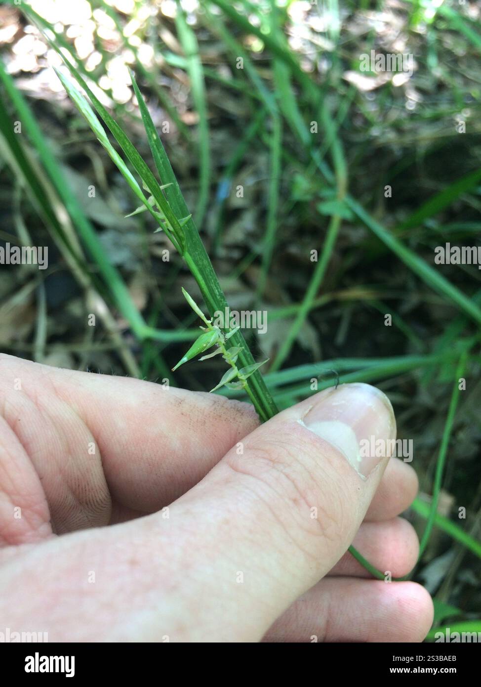 southern long sedge (Carex lonchocarpa Stock Photo - Alamy