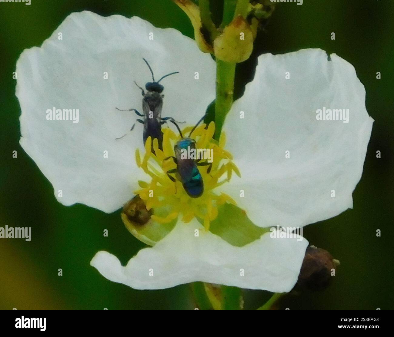 Ants, Bees, Wasps, and Sawflies (Hymenoptera Stock Photo - Alamy