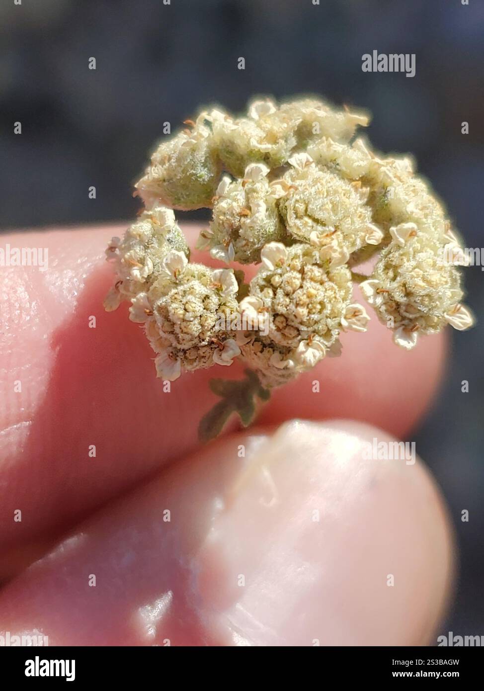 mariola (Parthenium incanum Stock Photo - Alamy