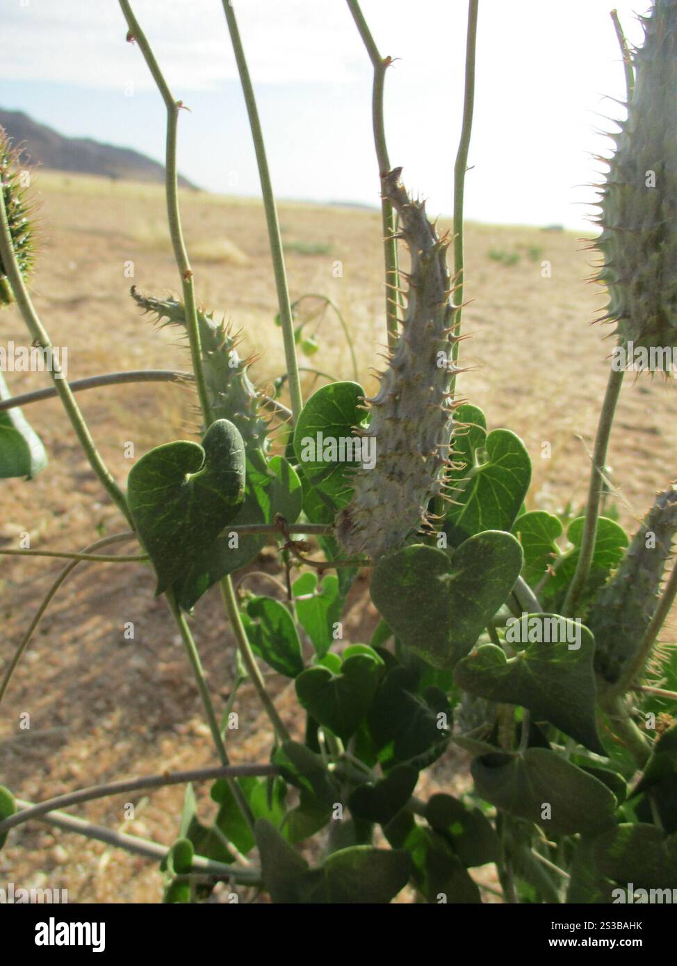 Trellis-vine (Pergularia daemia Stock Photo - Alamy