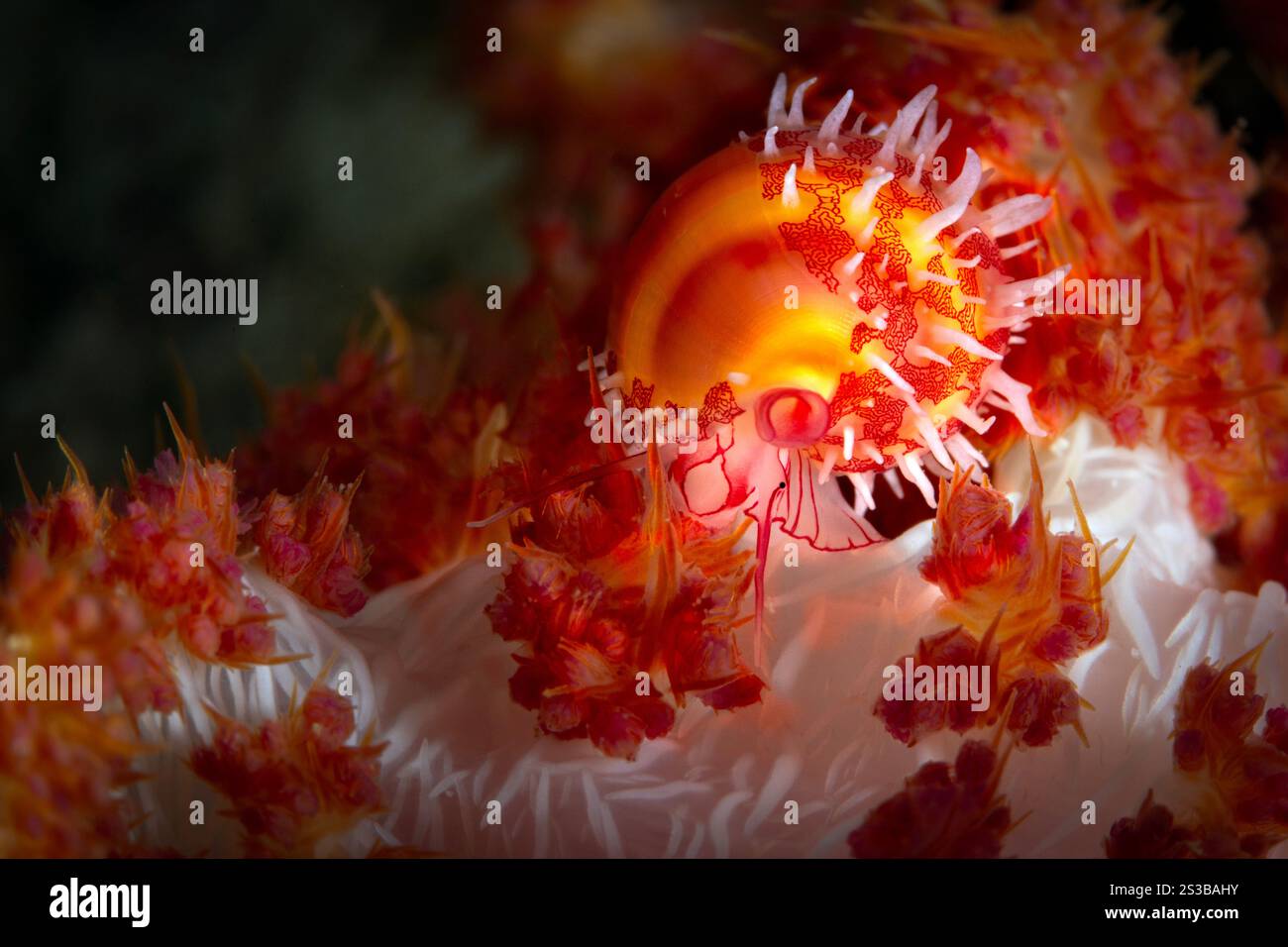 Cowrie. Photo was taken in the island Romblon, Philippines Stock Photo ...