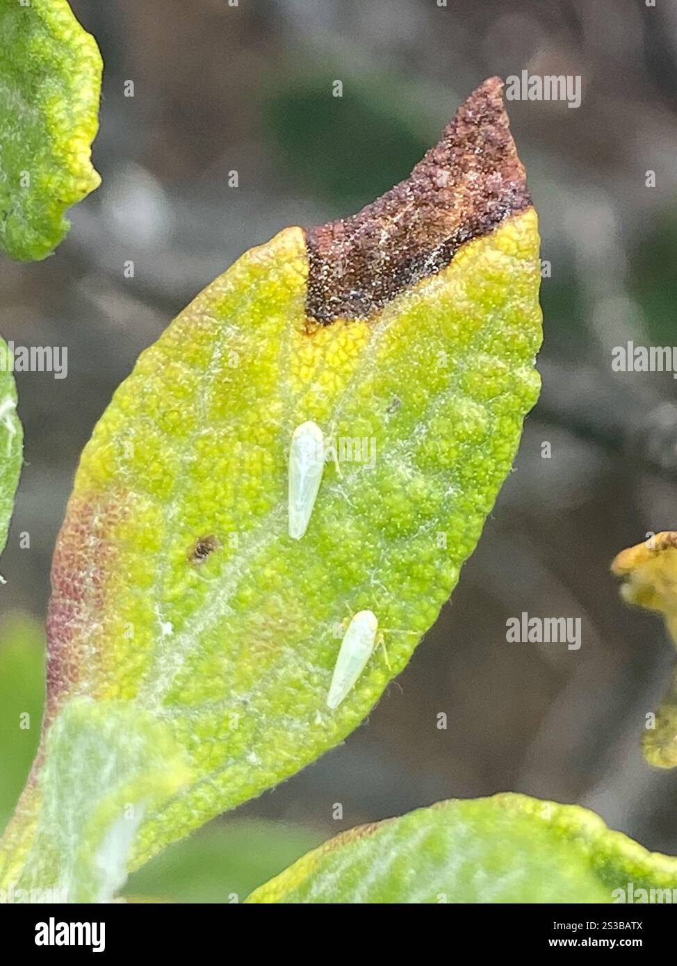 Gumwood Leafhopper (Sanctahelenia decellei Stock Photo - Alamy