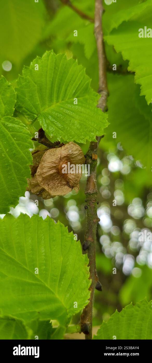 Wych Elm (Ulmus glabra Stock Photo - Alamy