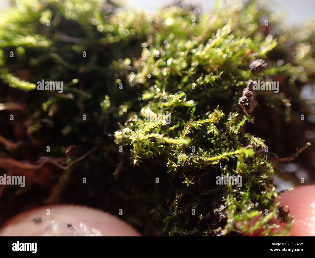 Lindberg's Maple-moss (Lindbergia brachyptera Stock Photo - Alamy