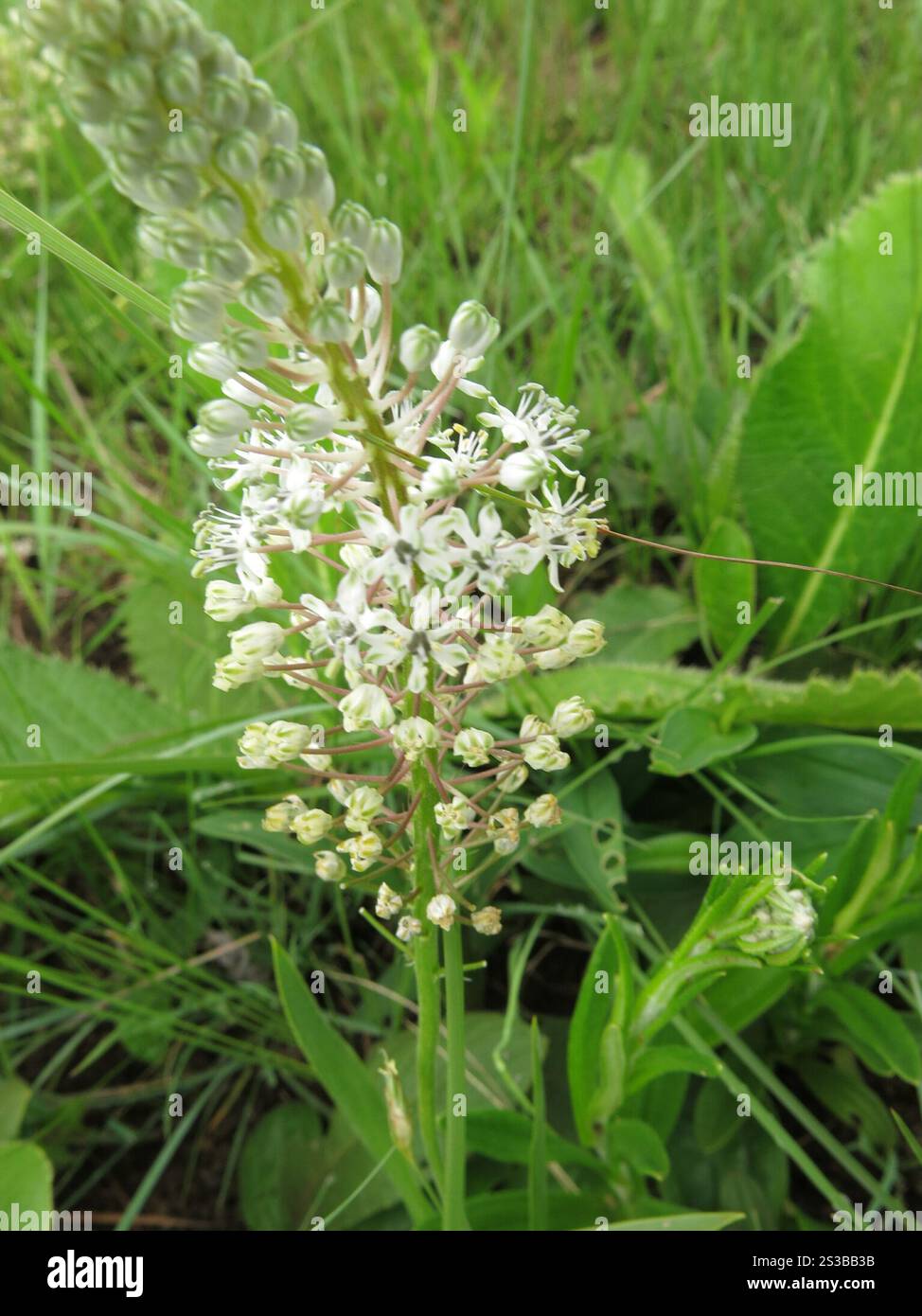 sand lily (Schizocarphus nervosus Stock Photo - Alamy