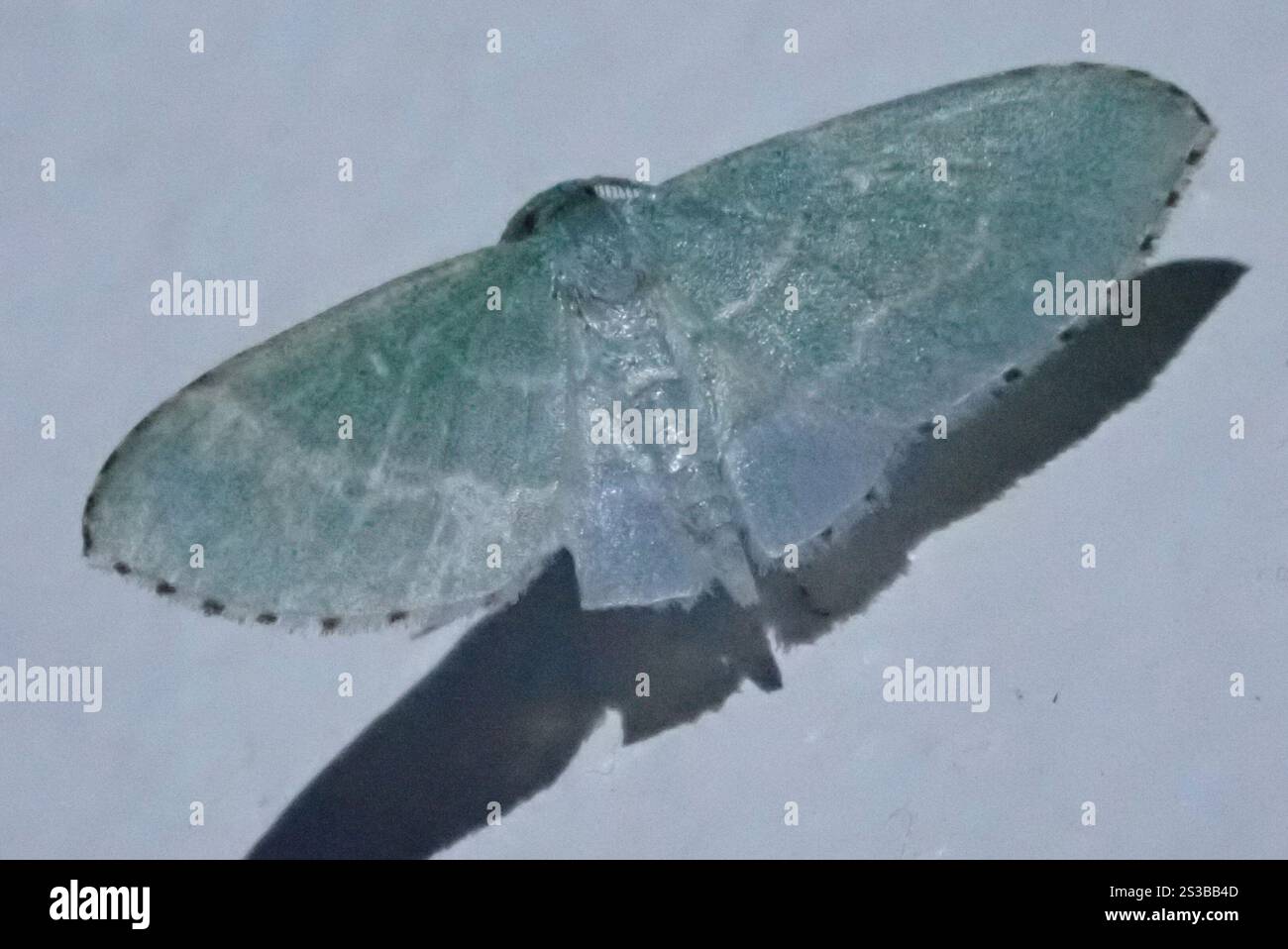 Geometer Moths (Geometridae Stock Photo - Alamy