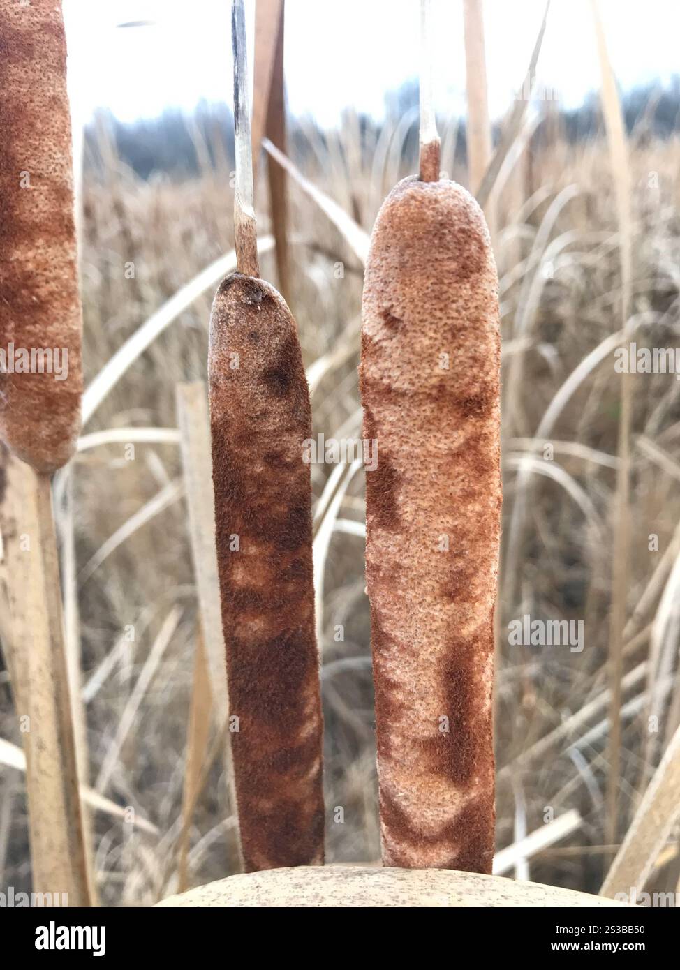 narrow-leaved cattail (Typha angustifolia Stock Photo - Alamy