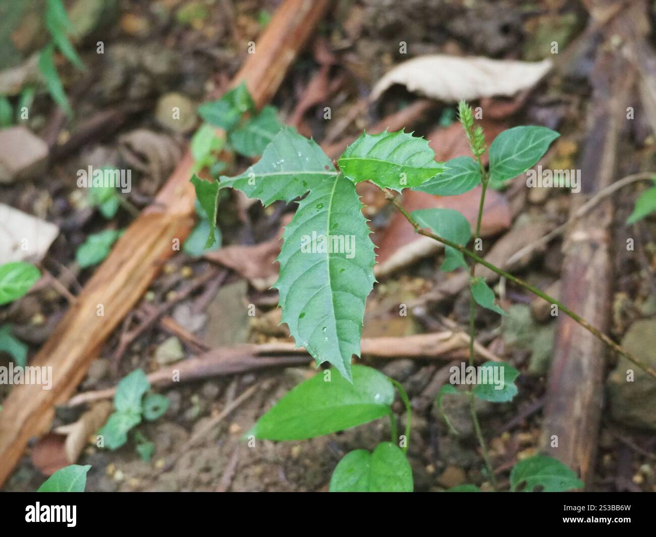 Formosan Sweetspire (Itea oldhamii Stock Photo - Alamy