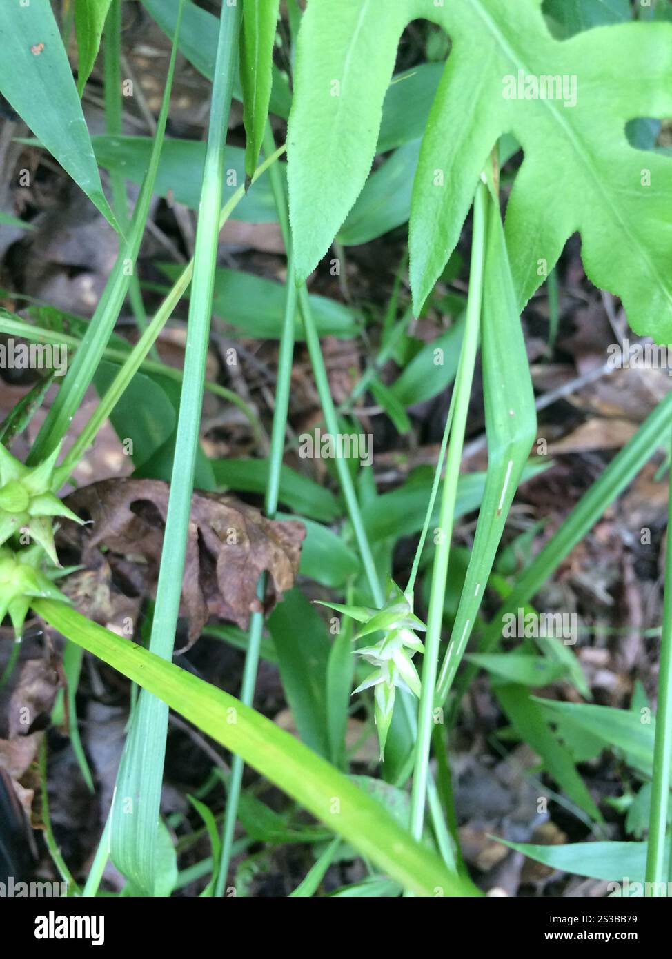 southern long sedge (Carex lonchocarpa Stock Photo - Alamy